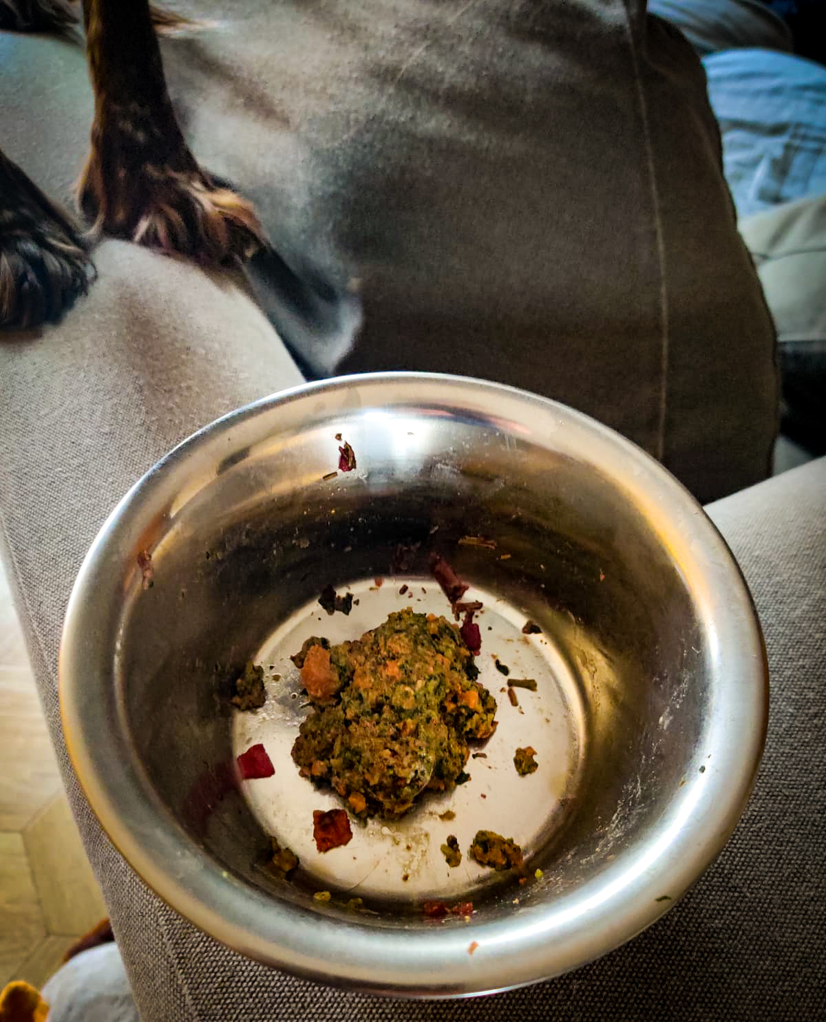 Do dogs have a right to refuse food? – BusyDoggie