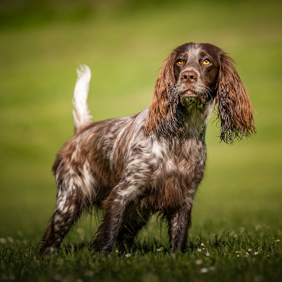 Our journey into the world of Polish Hunting Spaniels – BusyDoggie