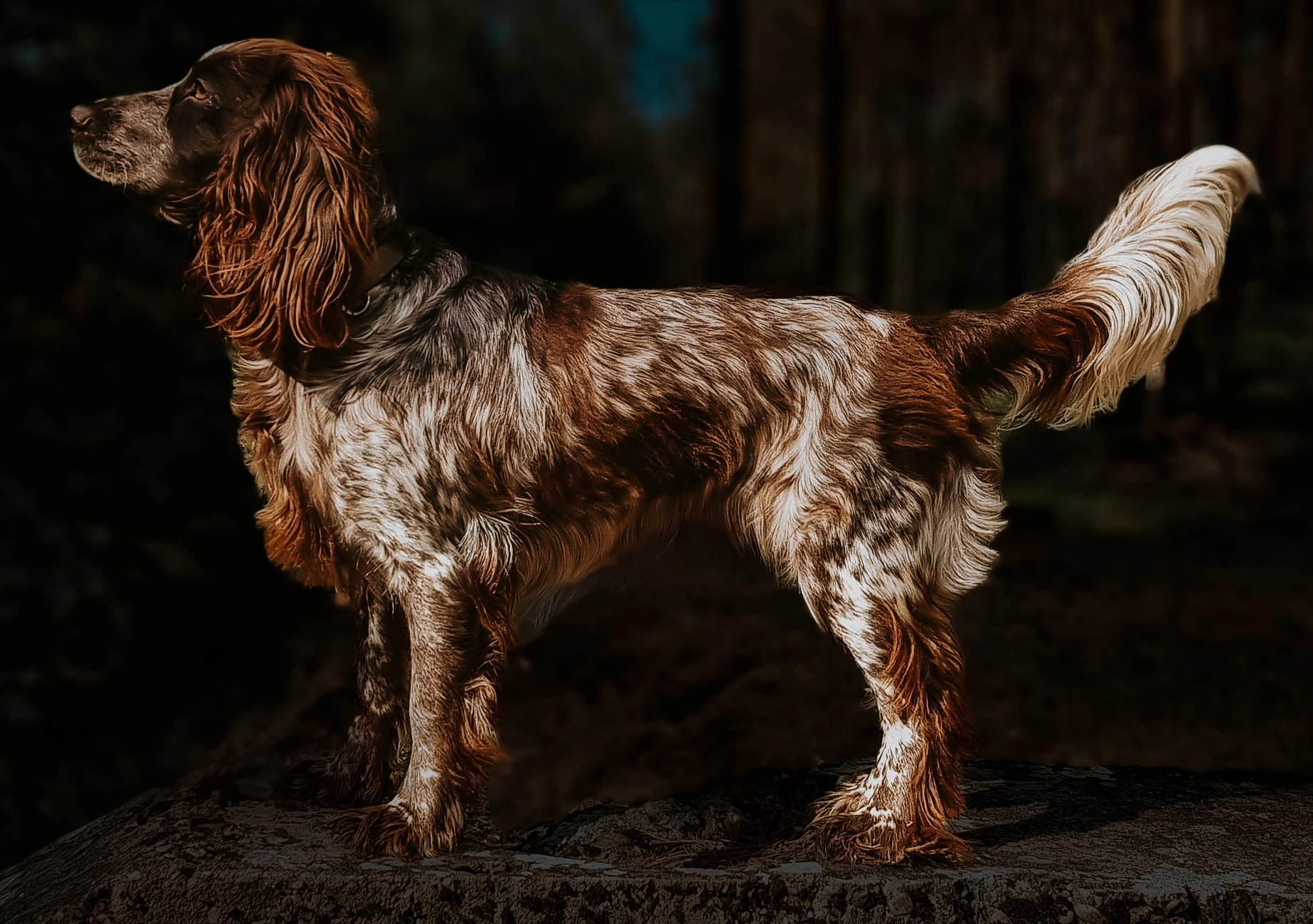 The anatomy of a breed standard – BusyDoggie