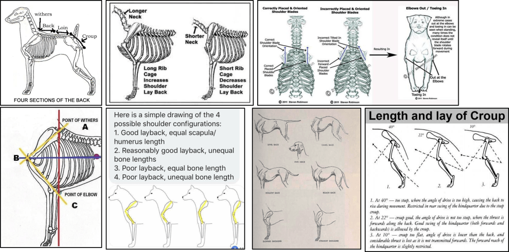 The anatomy of a breed standard – BusyDoggie