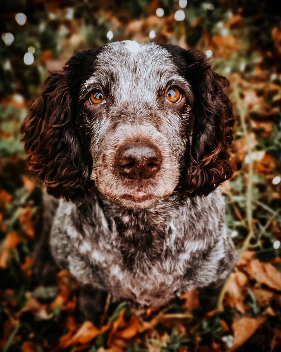 The legacy of Zeta Centauri – BusyDoggie