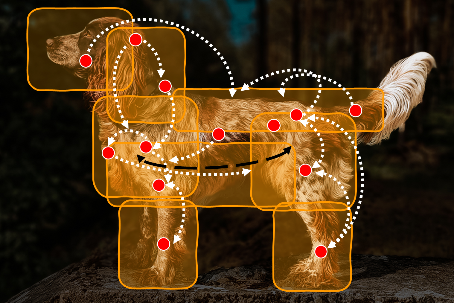 The anatomy of a breed standard – BusyDoggie
