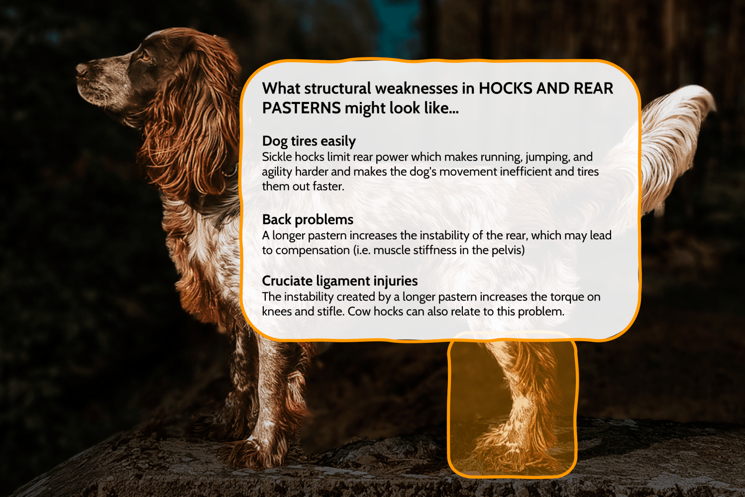 The anatomy of a breed standard – BusyDoggie