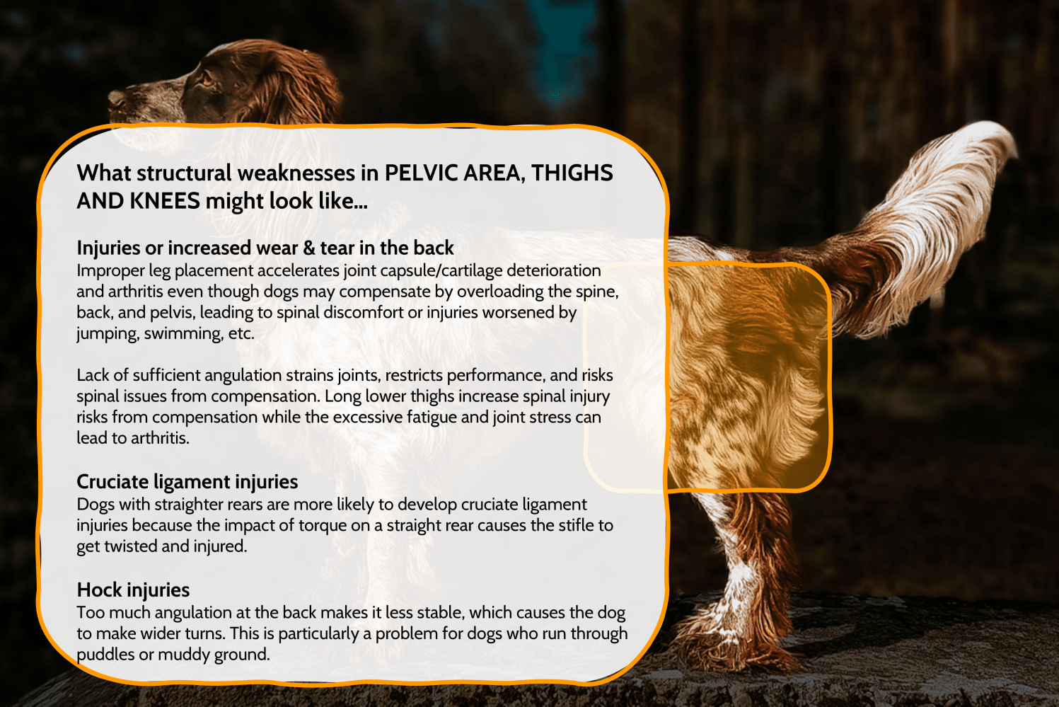 The anatomy of a breed standard – BusyDoggie
