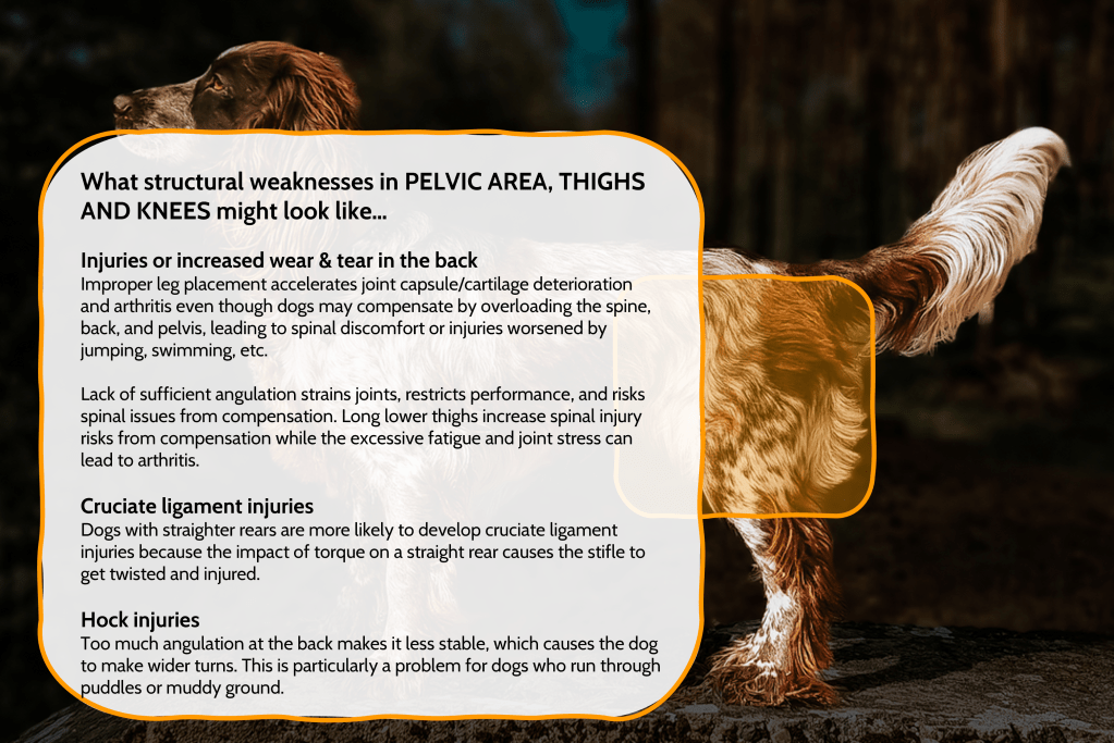 The anatomy of a breed standard – BusyDoggie