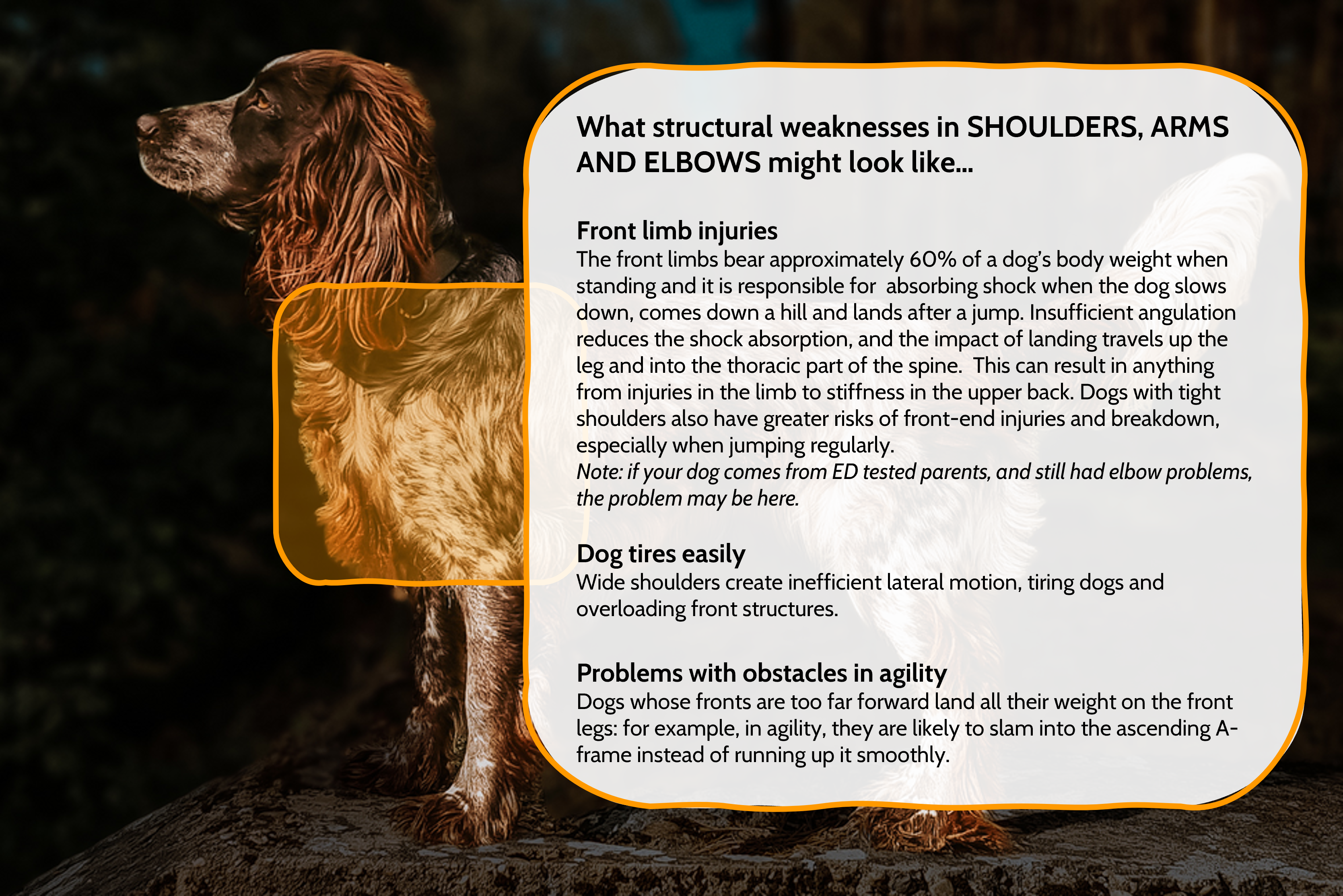The anatomy of a breed standard – BusyDoggie