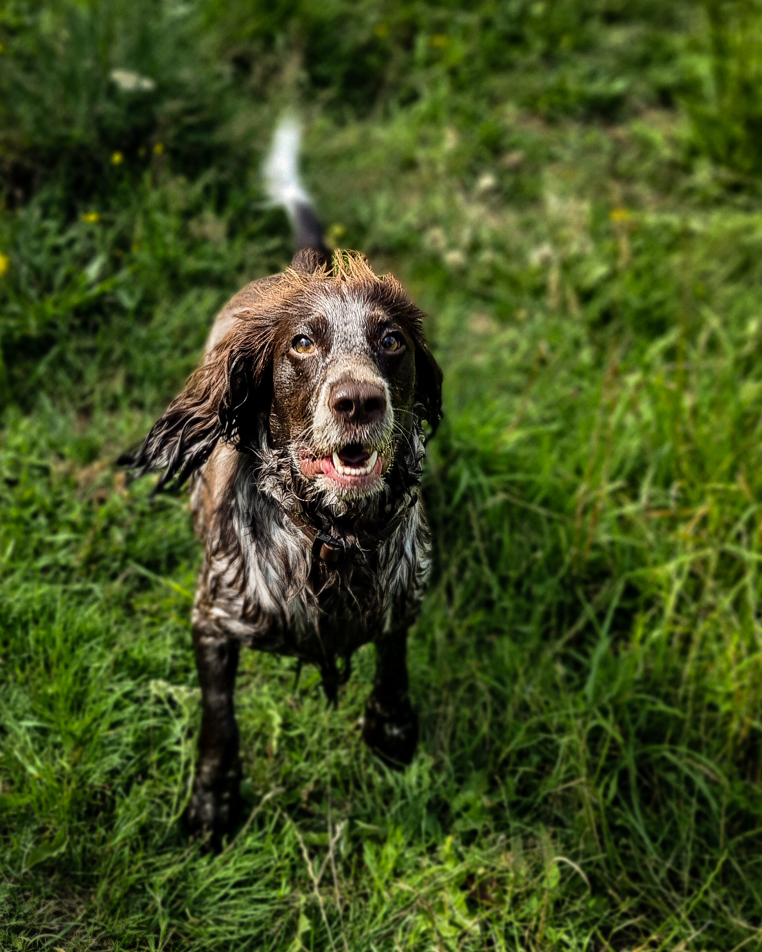 Is a Polish Hunting Spaniel right for you? – BusyDoggie