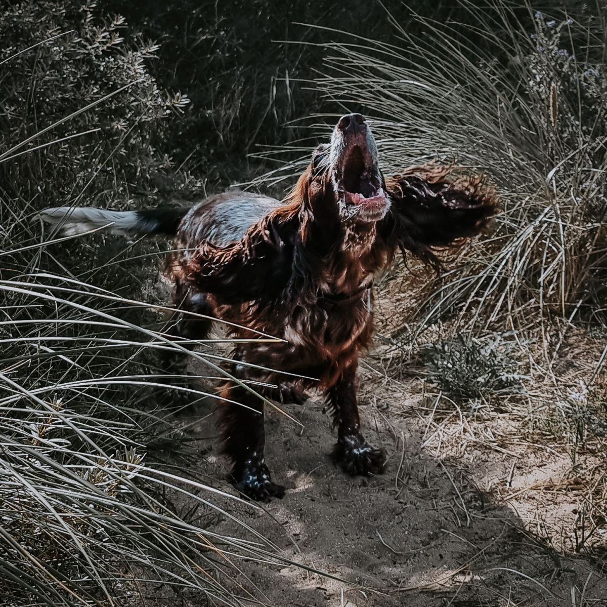 How reactivity levels and activity levels interact in dog temperament ...