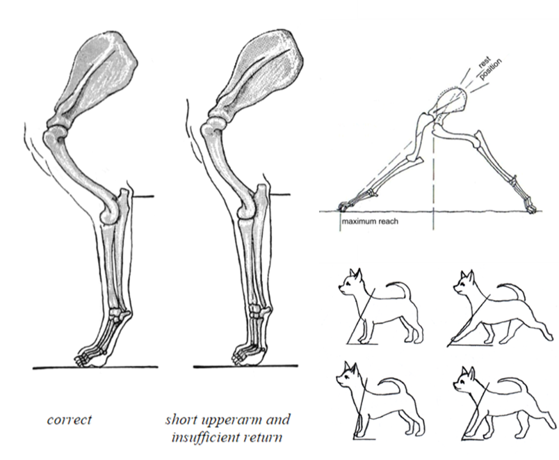 The role of conformation in spaniel health and strength – BusyDoggie