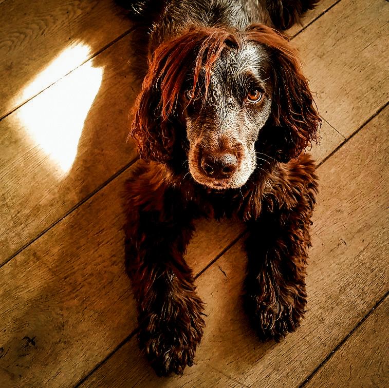 Reframing ADHD in dogs from a compassionate perspective – BusyDoggie